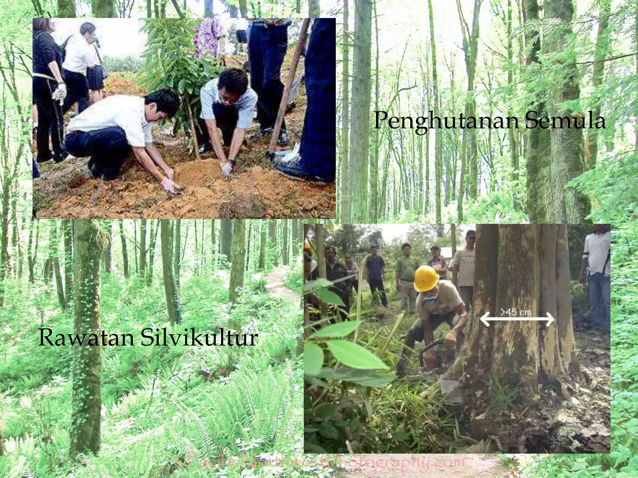Langkah-Langkah Pengurusan Sumber Hutan | PPTX