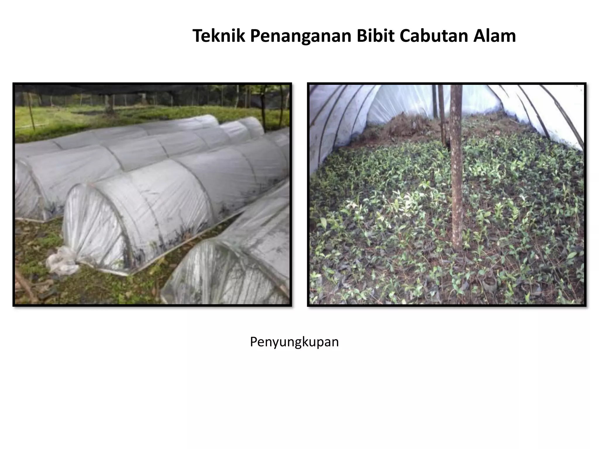 Sumber benih dan bibit tanaman endemik langka | PDF