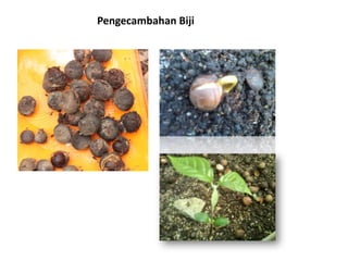 Sumber benih dan bibit tanaman endemik langka | PDF