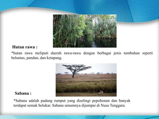 Sumber daya hutan | PPTX
