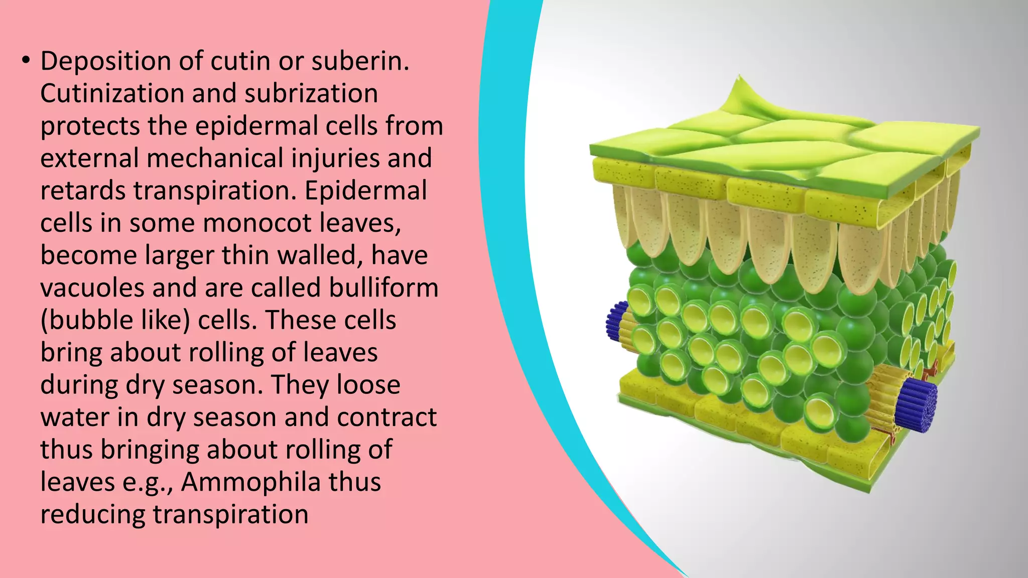 Tissue system | PDF