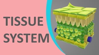 Tissue system | PDF
