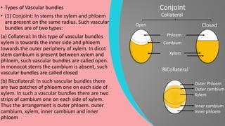 Tissue system | PDF