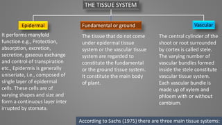 Tissue system | PDF
