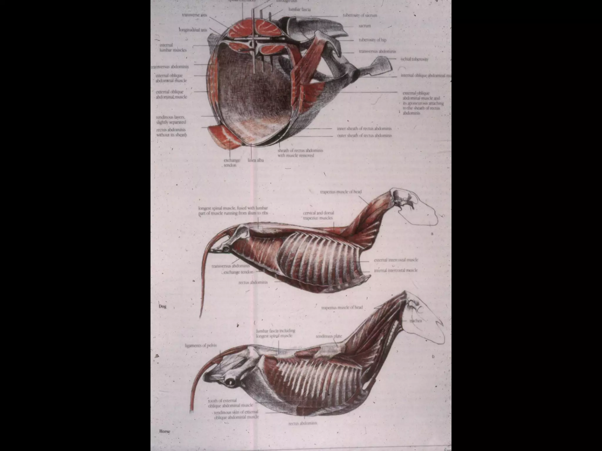 Quadreped anatomy guide for riggers by sumida | PDF
