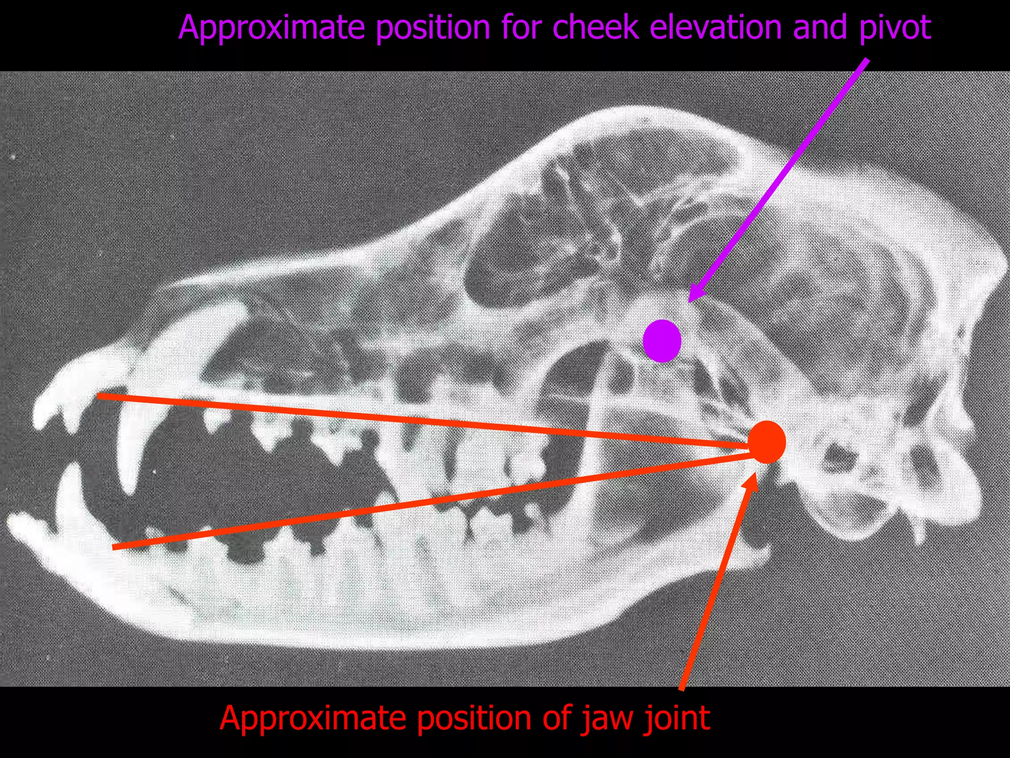Quadreped anatomy guide for riggers by sumida | PDF