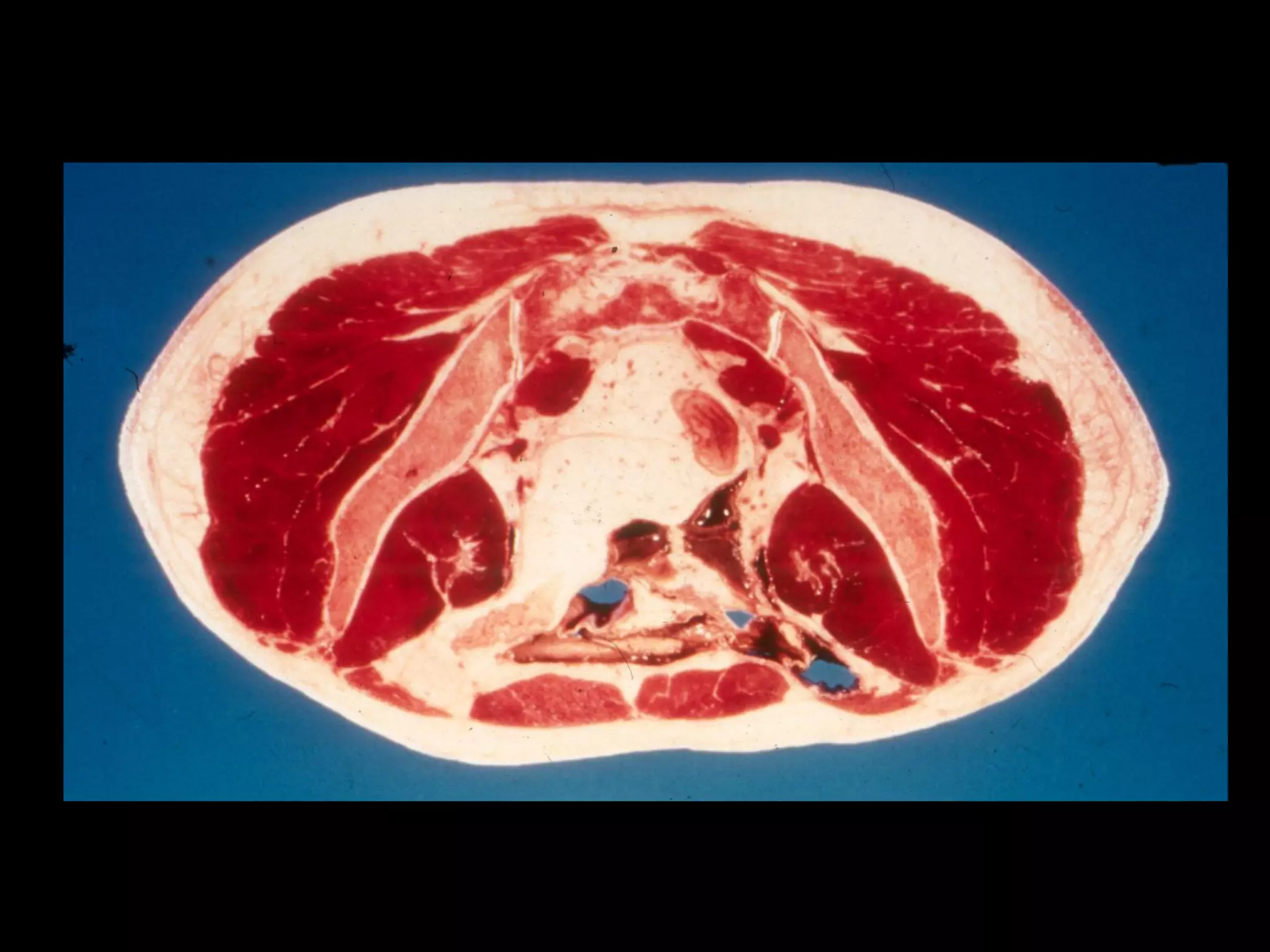 Quadreped anatomy guide for riggers by sumida | PDF