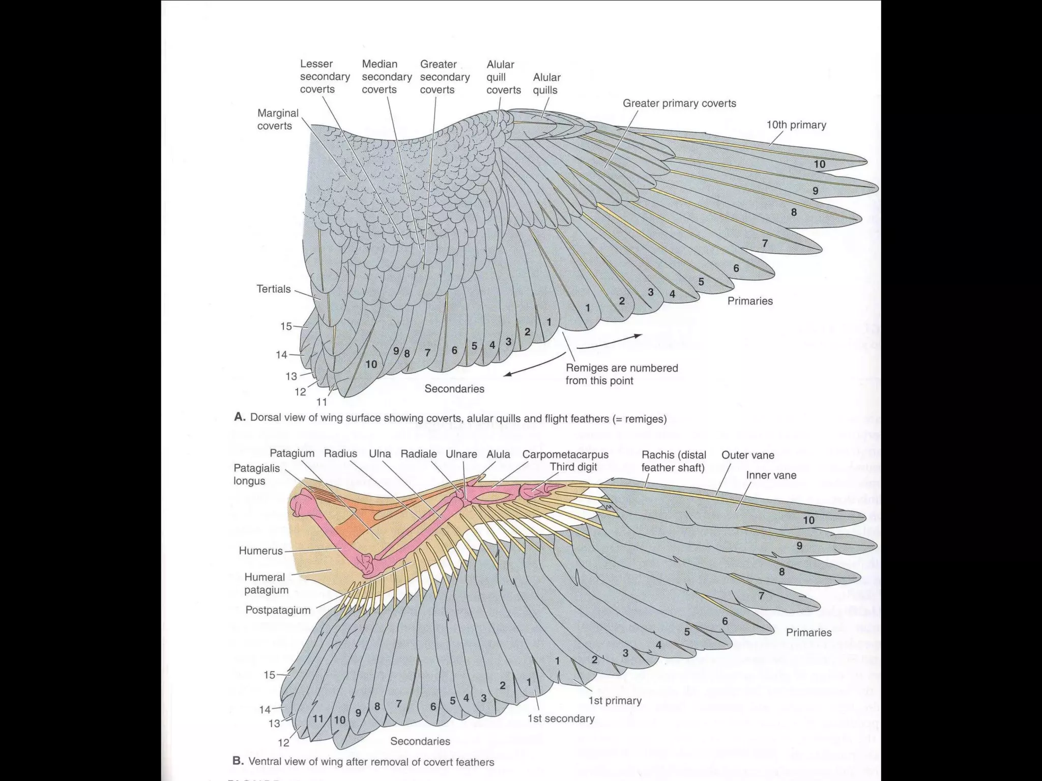 Quadreped anatomy guide for riggers by sumida | PDF