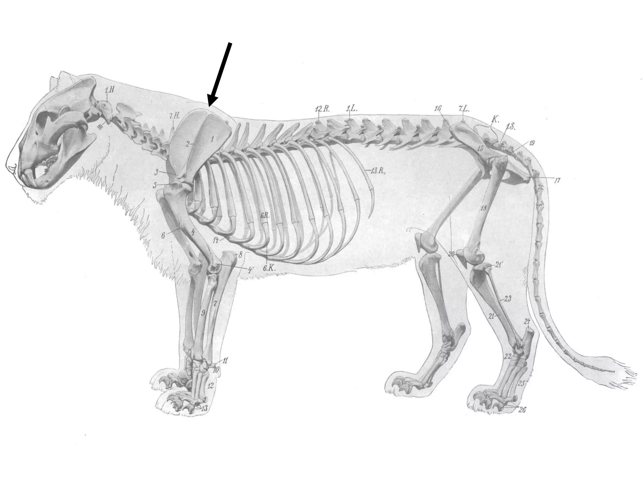 Quadreped anatomy guide for riggers by sumida | PDF