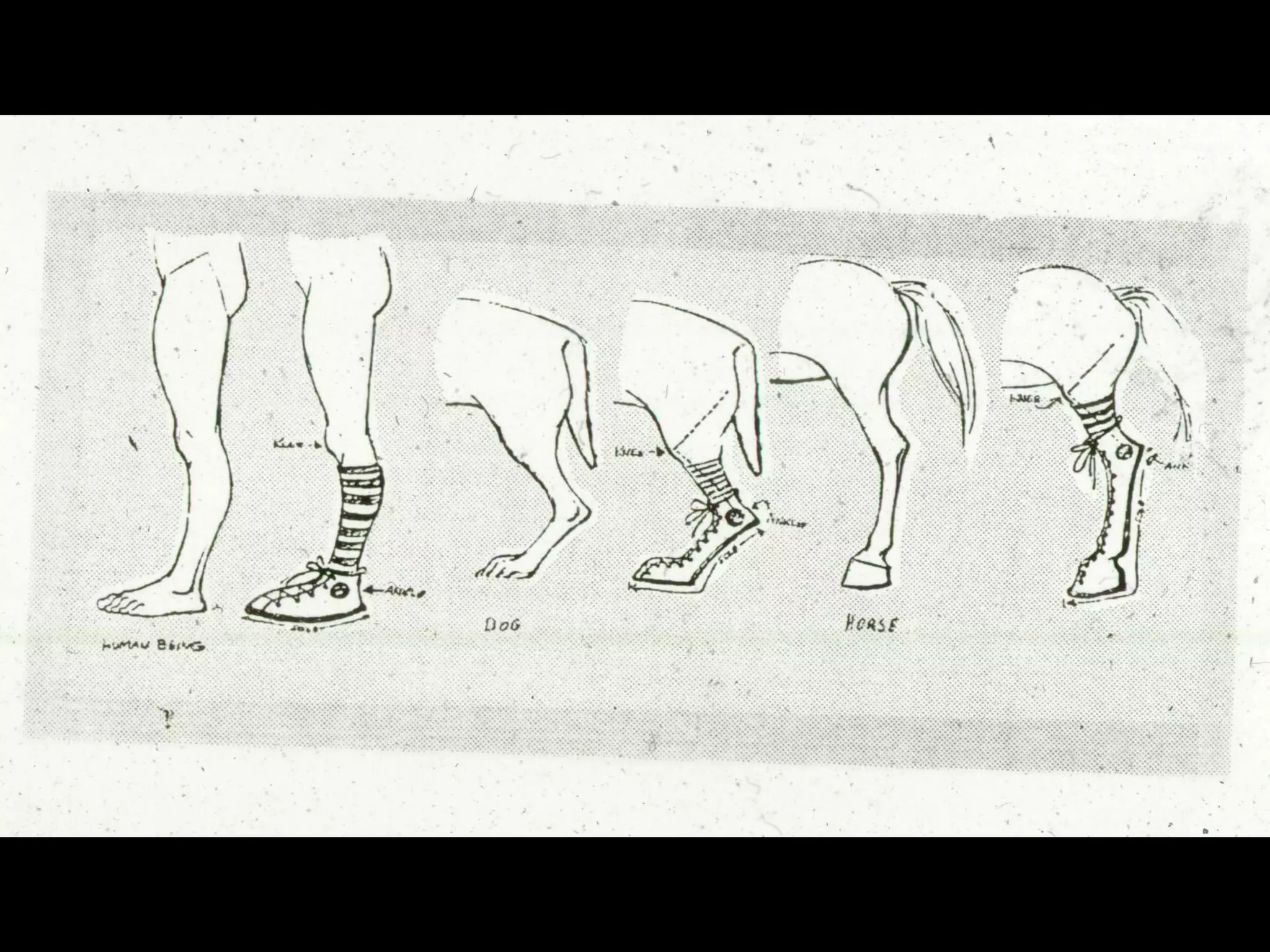 Quadreped anatomy guide for riggers by sumida | PDF
