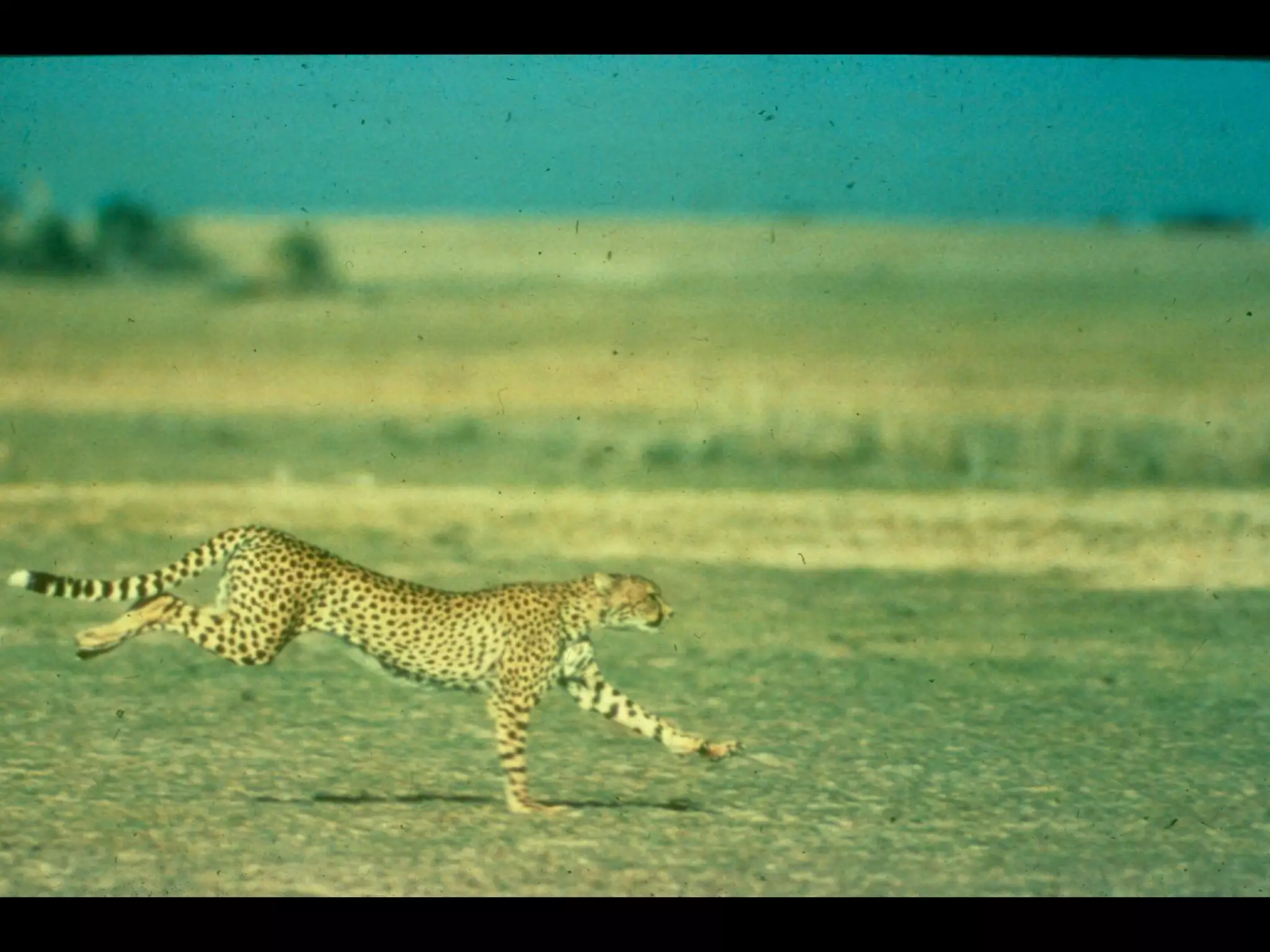 Quadreped anatomy guide for riggers by sumida | PDF