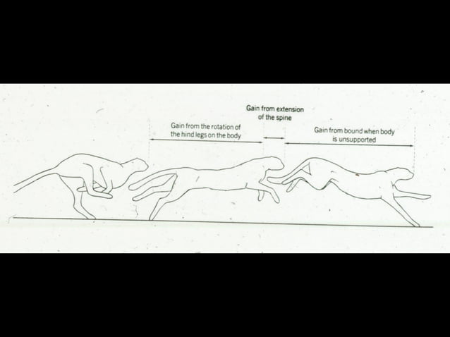 Quadreped anatomy guide for riggers by sumida | PPT