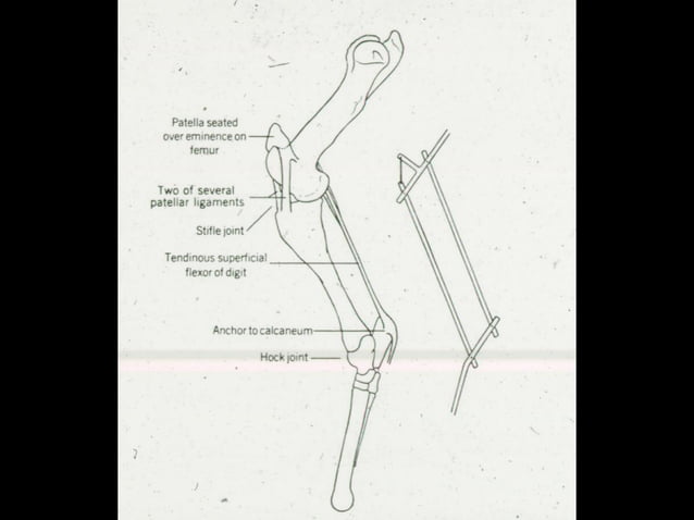 Quadreped anatomy guide for riggers by sumida | PPT