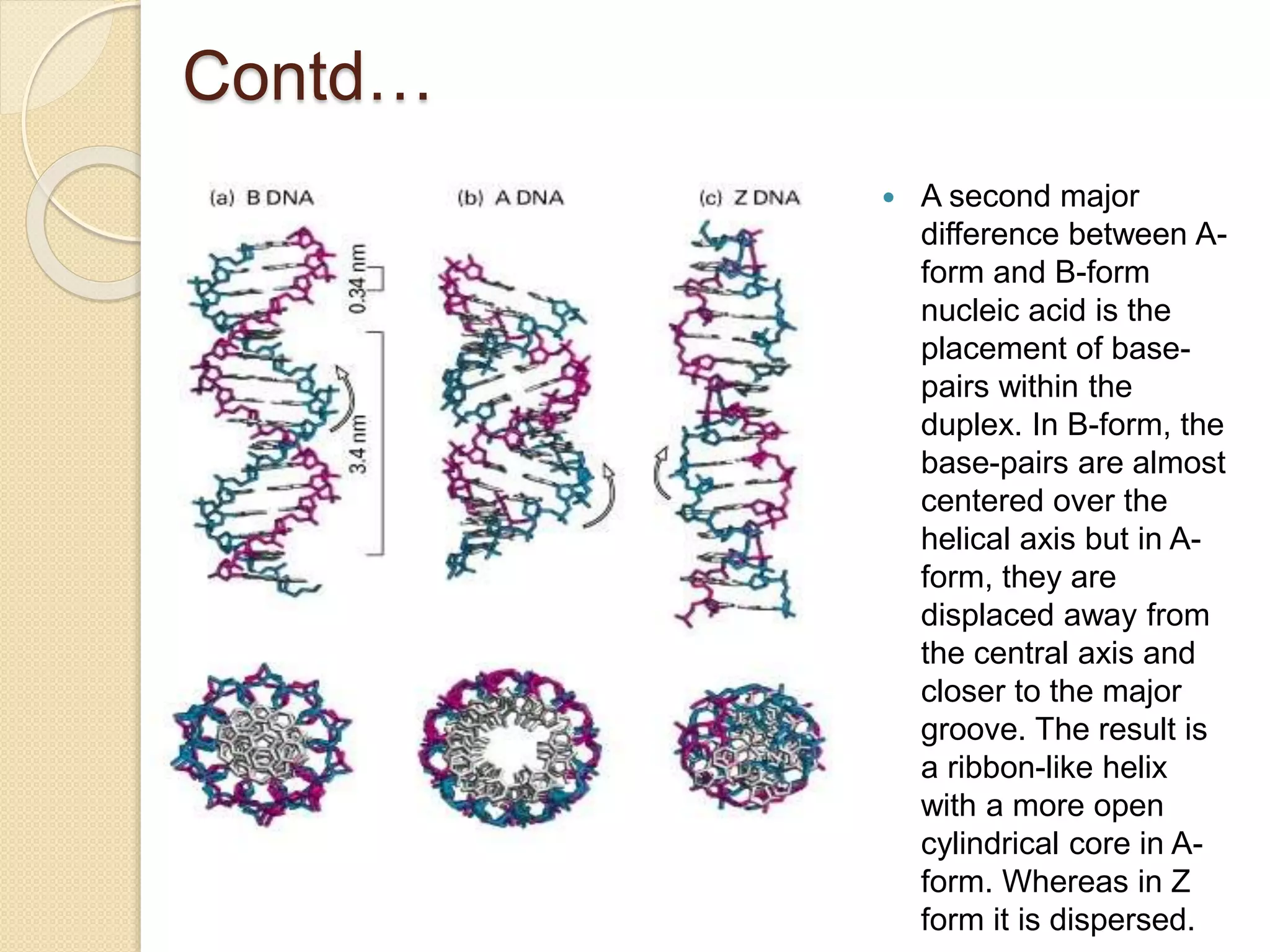 Forms of DNA | PPTX