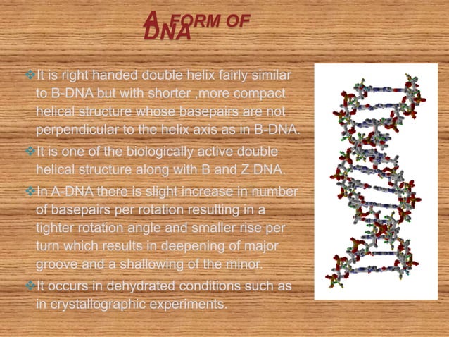 Forms of DNA | PPTX