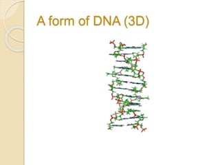 Forms of DNA | PPTX