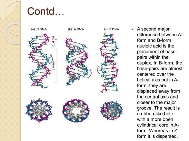 Forms of DNA | PPTX
