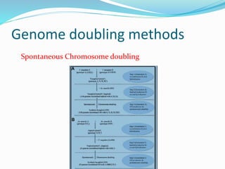 production of double haploid in crops | PPTX
