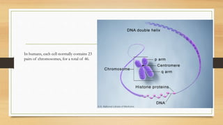 PACKAGING OF EUKARYOTIC DNA IN THE CHROMOSOME PHYSICAL PROPERTIES OF ...