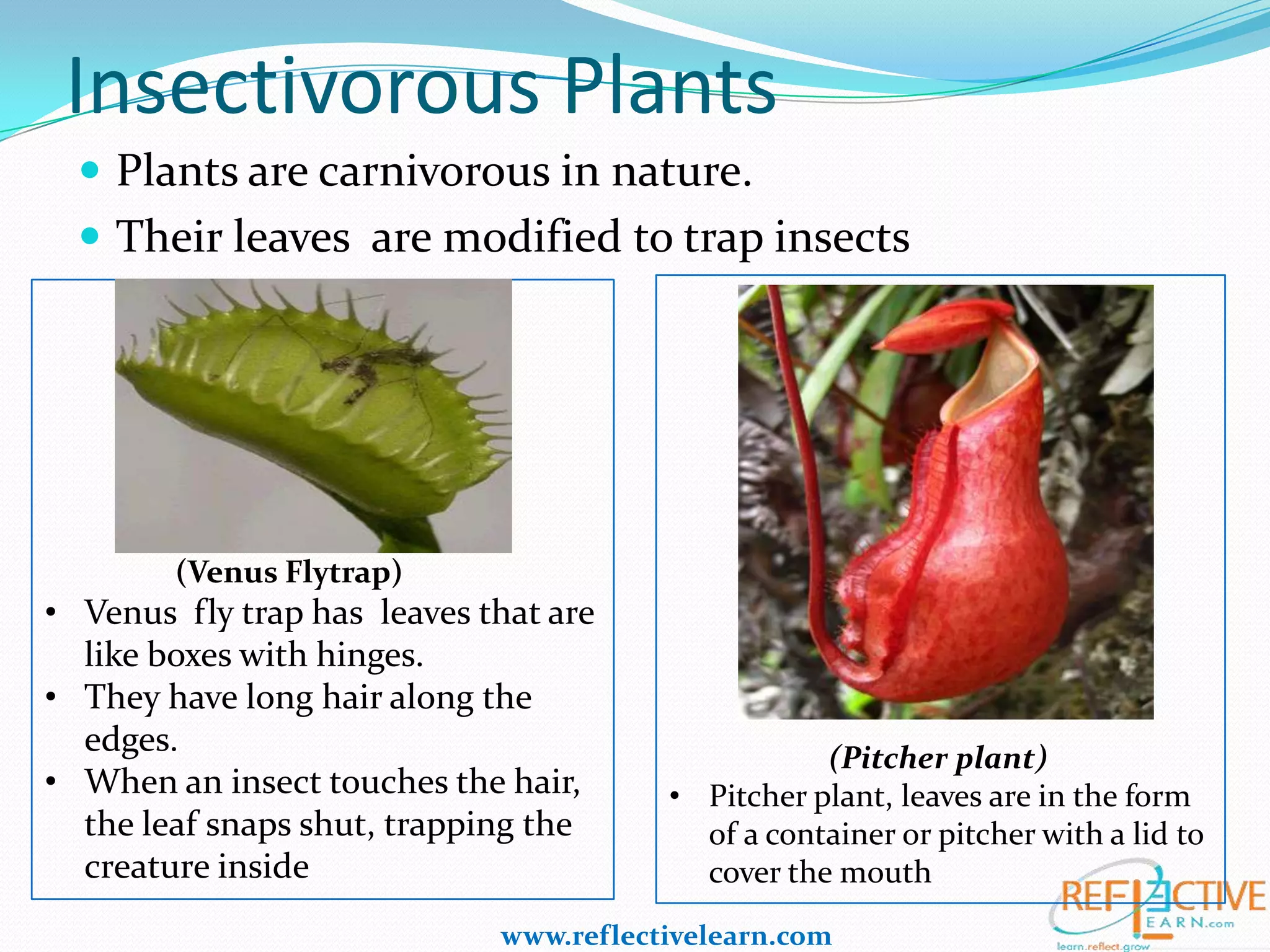 Class IV Science -Plants Adaptation | PPTX