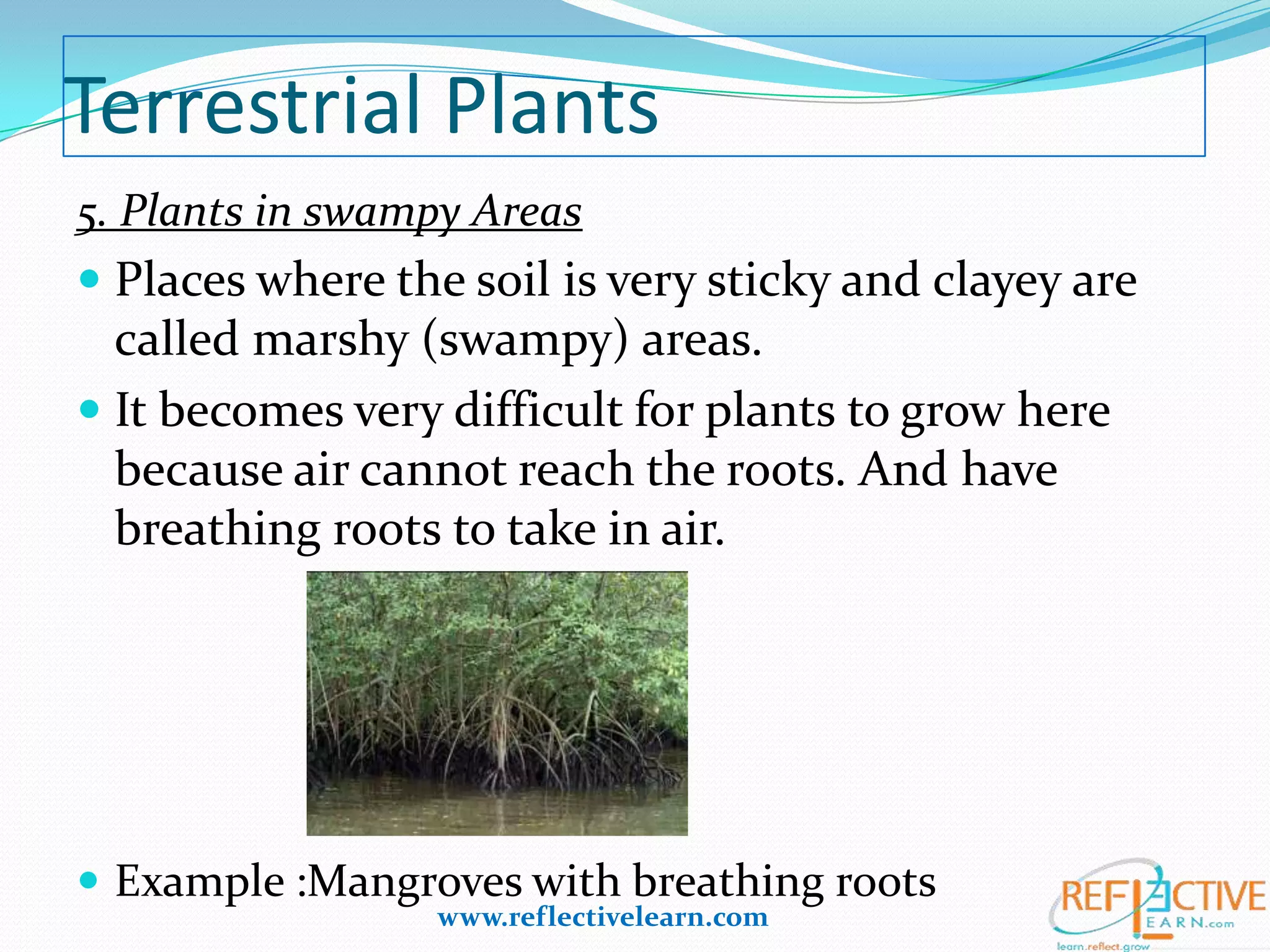 Class IV Science -Plants Adaptation | PPTX