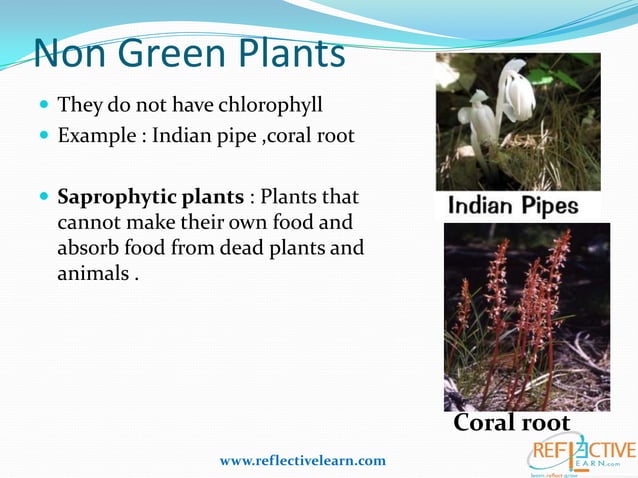 Class IV Science -Plants Adaptation | PPTX | Gardening | Home & Garden