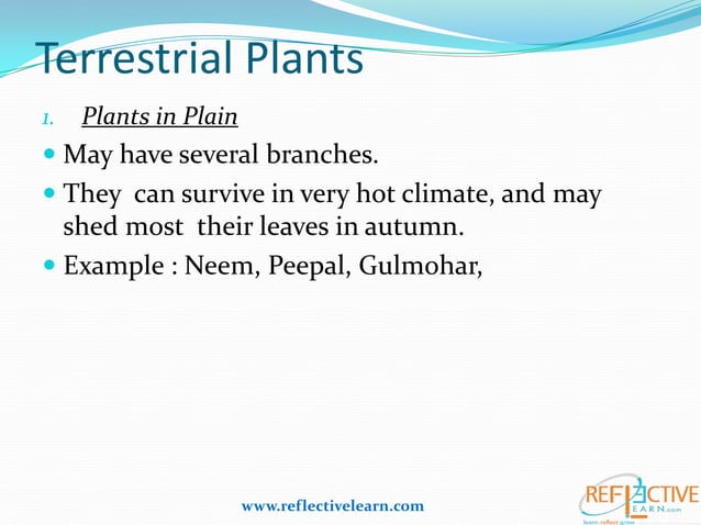 Class IV Science -Plants Adaptation | PPTX | Gardening | Home & Garden