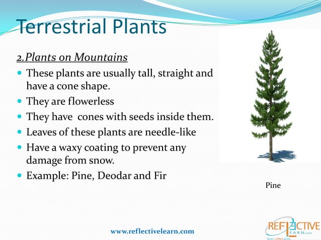 Class IV Science -Plants Adaptation | PPTX | Gardening | Home & Garden