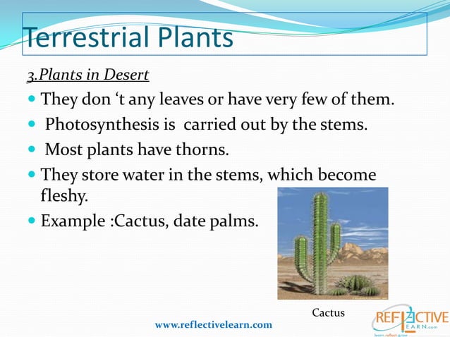 Class IV Science -Plants Adaptation | PPTX | Gardening | Home & Garden