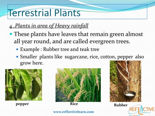 Class IV Science -Plants Adaptation | PPTX | Gardening | Home & Garden