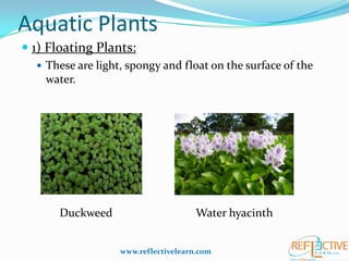 Class IV Science -Plants Adaptation | PPTX