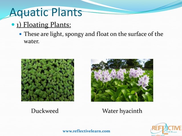 Class IV Science -Plants Adaptation | PPTX | Gardening | Home & Garden