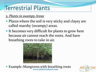 Examples Of Terrestrial Plants