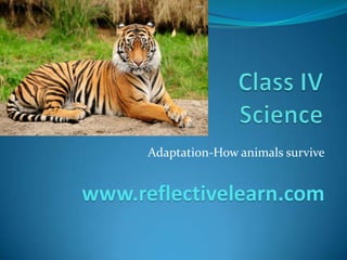 Class IV - Adaptations-How Animals Survive | PPTX