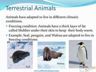 Class IV - Adaptations-How Animals Survive | PPTX