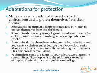 Class IV - Adaptations-How Animals Survive | PPTX