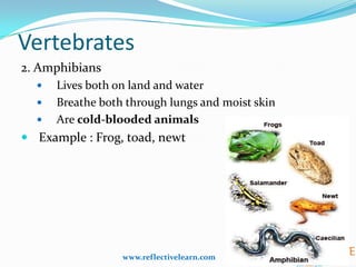 Class IV - Adaptations-How Animals Survive | PPTX