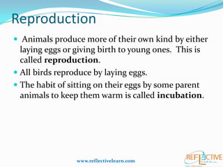 Class IV -Animals and their young ones | PPTX