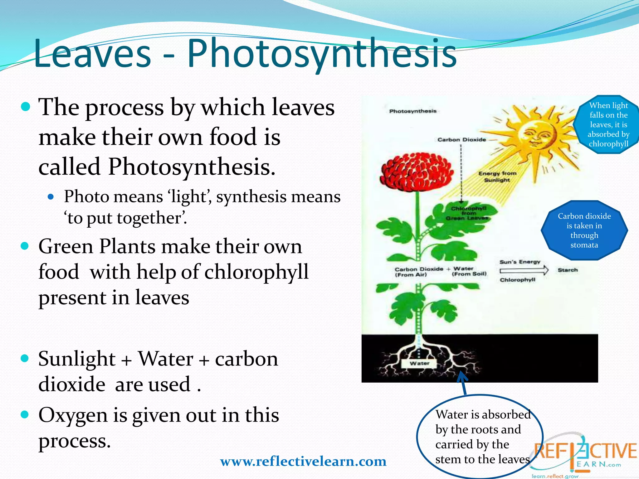 Class IV Green plants | PPTX