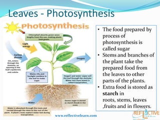 Class IV Green plants | PPTX