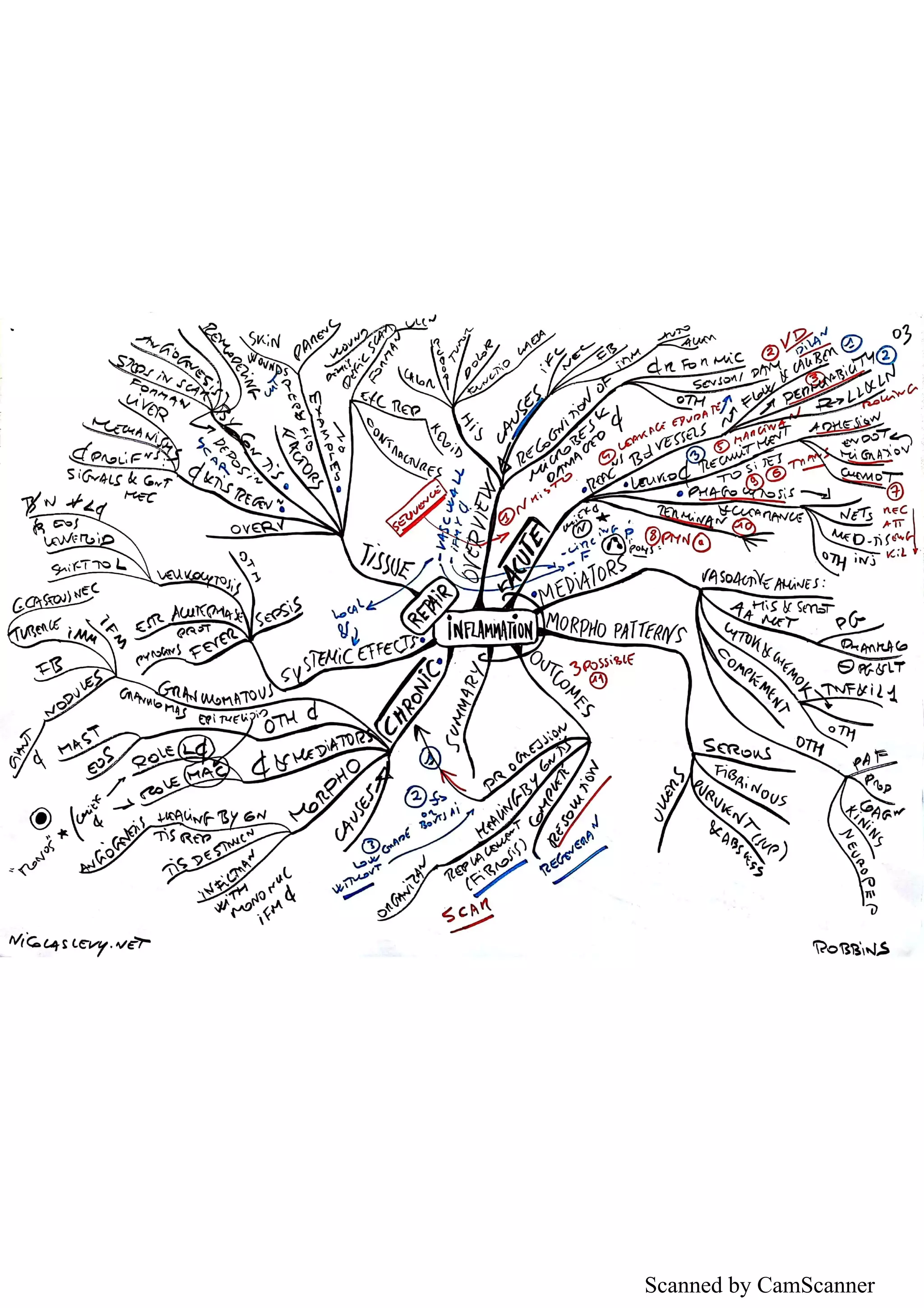 Mind Maps - Robbins Pathology - Inflammation & Repair - Summary | PDF