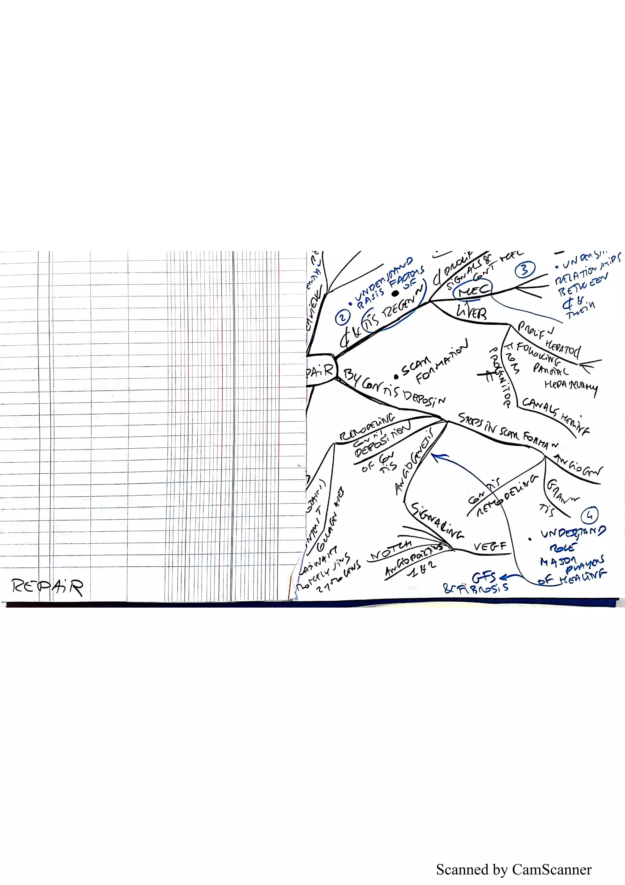 Mind Maps - Robbins Pathology - Inflammation & Repair - Summary | PDF
