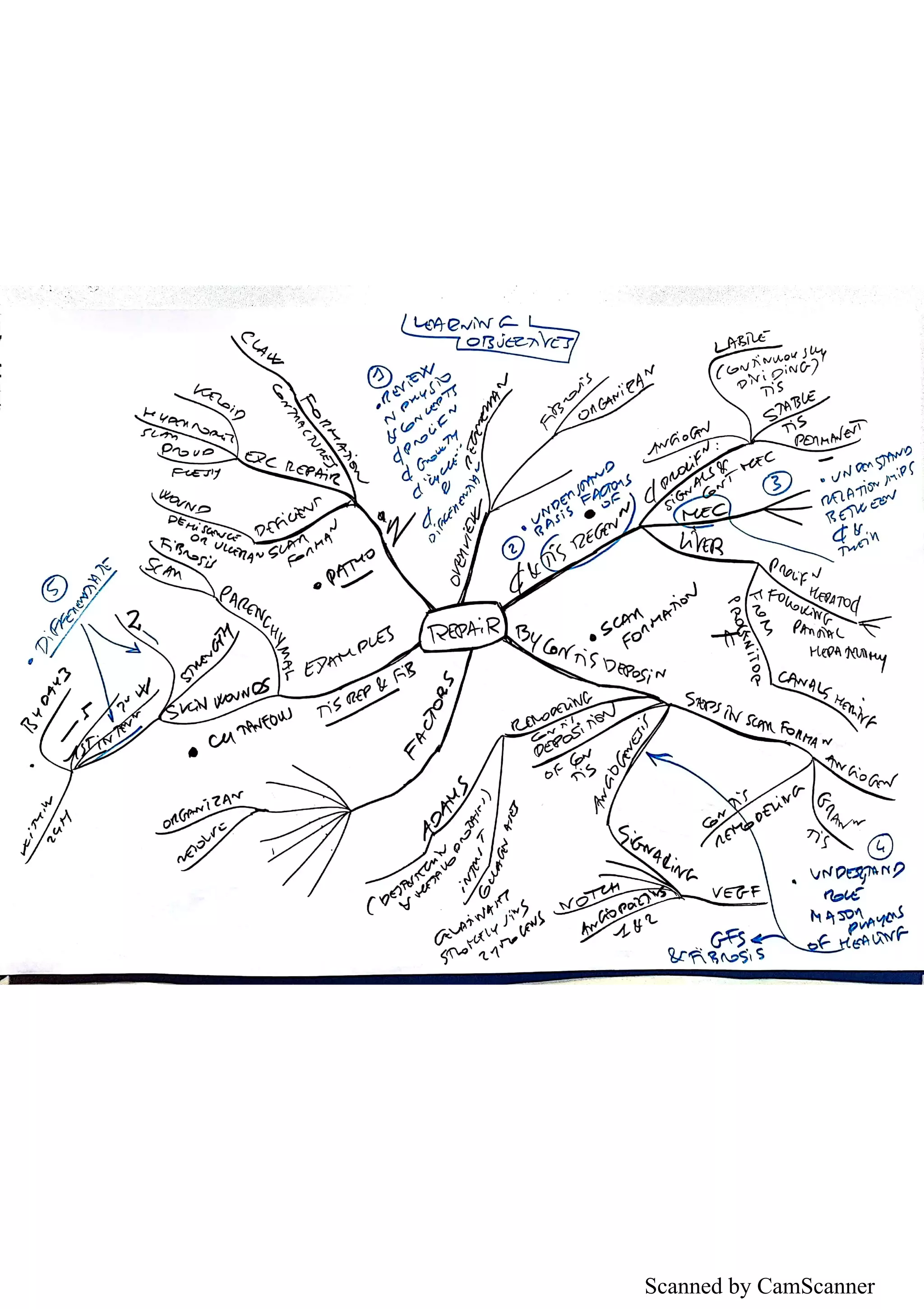 Mind Maps - Robbins Pathology - Inflammation & Repair - Summary | PDF