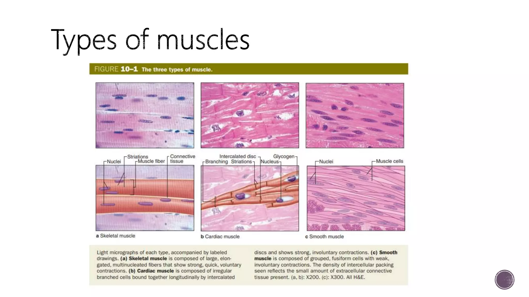 Development of muscle fibers | PPTX