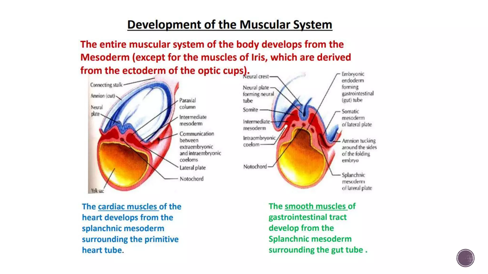 Development of muscle fibers | PPTX