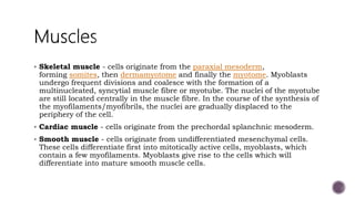 Development of muscle fibers | PPTX