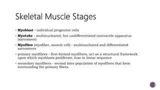 Development of muscle fibers | PPTX