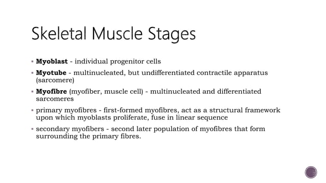Development of muscle fibers | PPTX