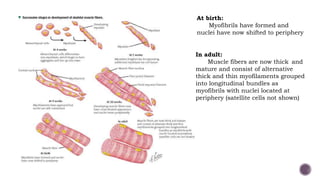 Development of muscle fibers | PPTX