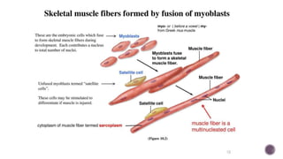 Development of muscle fibers | PPTX